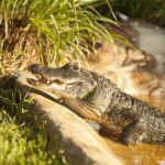 Sawgrass Park: Private 1-Hour Airboat Adventure Tour - Deep Dive: The Itinerary and Experience Breakdown