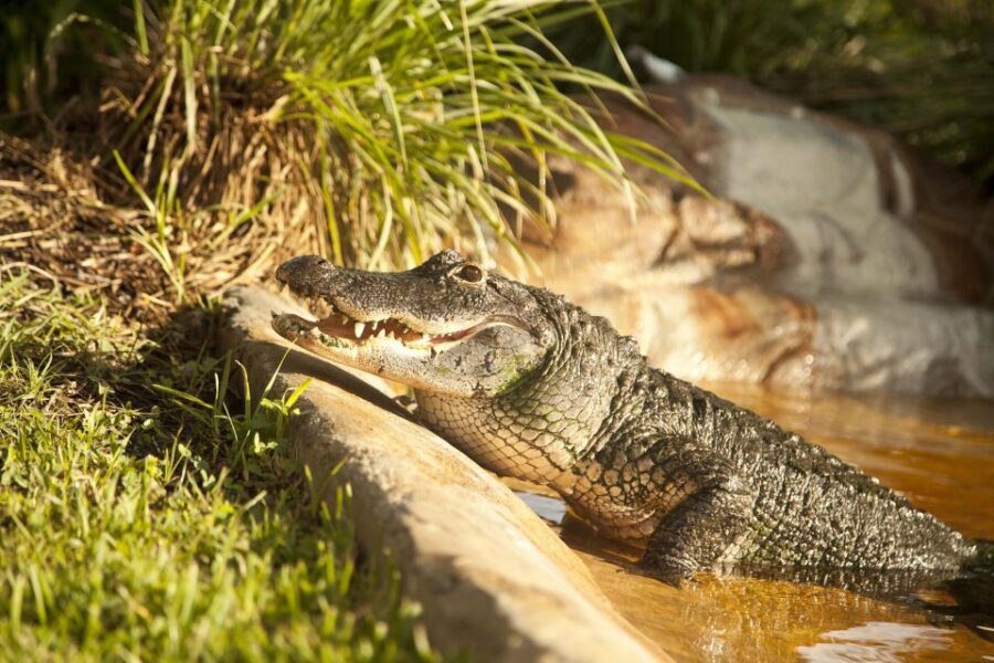 Sawgrass Park: Private 1-Hour Airboat Adventure Tour - Deep Dive: The Itinerary and Experience Breakdown
