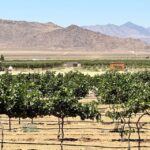 Scenic Desert Wine, Distillery Tastings/Brewery/RT66 & Lunch - What Makes This Tour Stand Out?