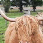 Scottish Whisky & Ancient Urquhart Castle & Loch Ness from port - How Do the Highlights Add Up for You?