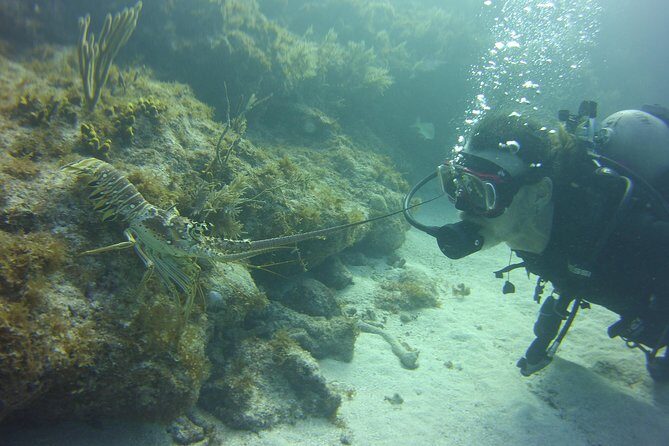 SCUBA Dive Key Largo Reef (min 6 divers) - Authentic Experiences from Past Participants