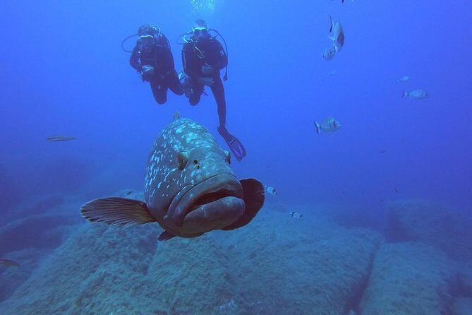 Scuba Diving in La Maddalena & Lavezzi Park for certified divers. - The Itinerary and Highlights