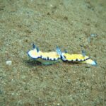 Scuba Diving in Maui with No Experience Needed - Frequently Asked Questions