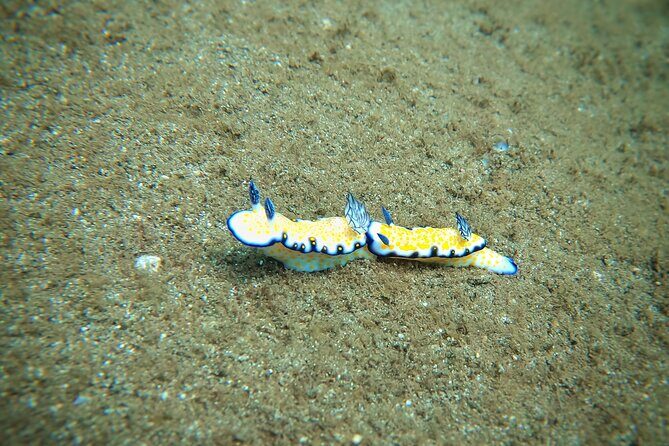 Scuba Diving in Maui with No Experience Needed - Frequently Asked Questions