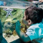 SEA LIFE Arizona Aquarium General Admission - Who Will Love SEA LIFE Arizona Aquarium?