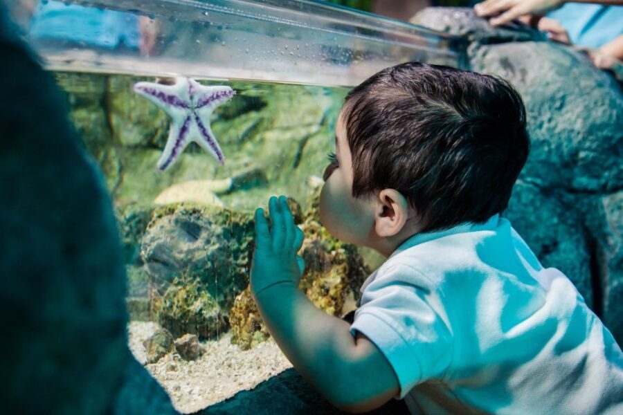 SEA LIFE Arizona Aquarium General Admission - Who Will Love SEA LIFE Arizona Aquarium?