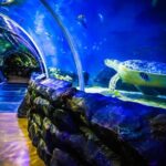 SEA LIFE Birmingham Admission Ticket - Insights from Visitors