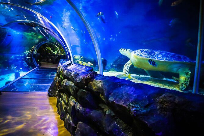 SEA LIFE Birmingham Admission Ticket - Insights from Visitors