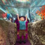 Sea Life Charlotte Concord Aquarium Admission Ticket - The exhibits and highlights