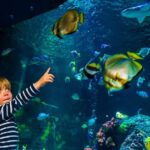 SEA LIFE Konstanz Admission Ticket - FAQs