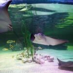 SEA LIFE Loch Lomond General Admission Ticket - The Value of Your Visit