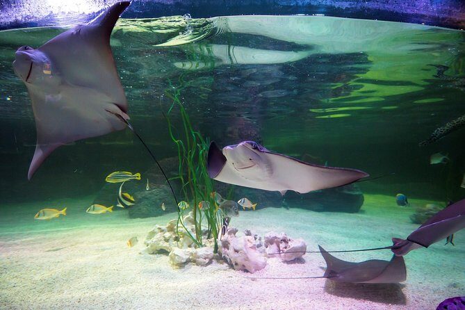 SEA LIFE Loch Lomond General Admission Ticket - The Value of Your Visit