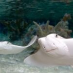SEA LIFE Michigan Aquarium General Admission - A Tour That Balances Fun and Learning