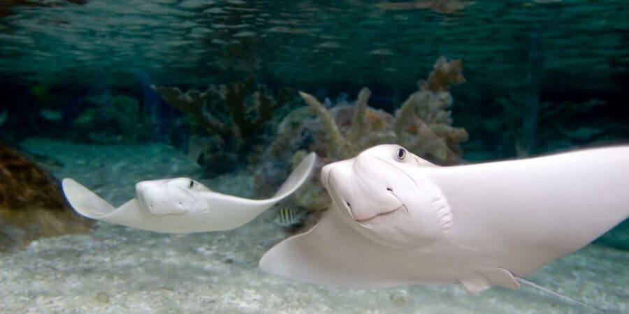SEA LIFE Michigan Aquarium General Admission - A Tour That Balances Fun and Learning