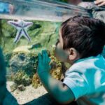 SEA LIFE San Antonio Admission Ticket - The Optional LEGOLAND Discovery Center