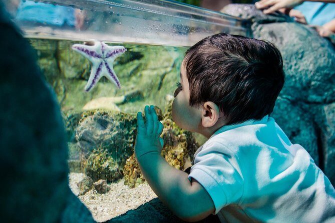 SEA LIFE San Antonio Admission Ticket - The Optional LEGOLAND Discovery Center