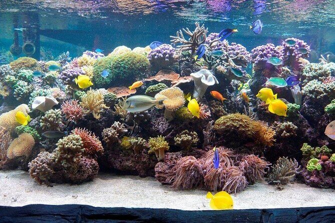 SEA LIFE Speyer Admission Ticket - The Cost and Its Value