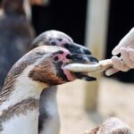 SEA LIFE Weymouth Admission Ticket - Practical Tips for Visitors