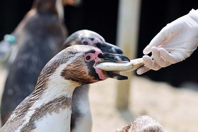 SEA LIFE Weymouth Admission Ticket - Practical Tips for Visitors