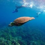 Sea Scooter Snorkeling Guided Tour - Turtle Town - The Value and Practicalities