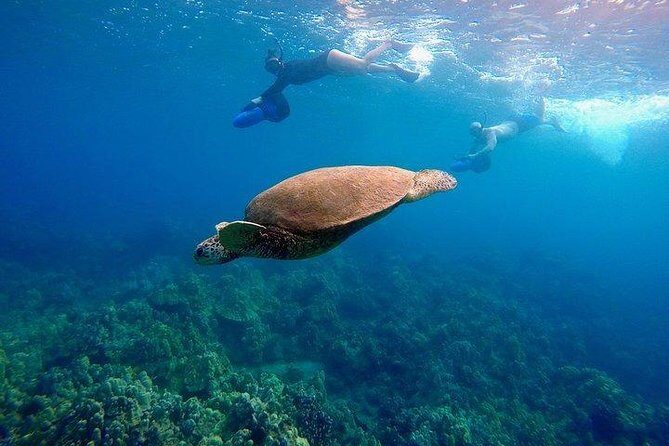 Sea Scooter Snorkeling Guided Tour - Turtle Town - The Value and Practicalities