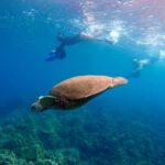 Sea Scooter Snorkeling Guided Tour - Wailea Beach - Practical Details That Matter