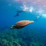 Sea Scooter Snorkeling Guided Tour - Wailea Beach - Why This Tour Shines