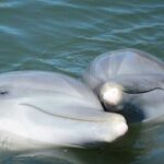 Sea Screamer Cruise - 2 Hour Dolphin Watch Tour in South Carolina - The Good, the Not-So-Good, and the Authentic