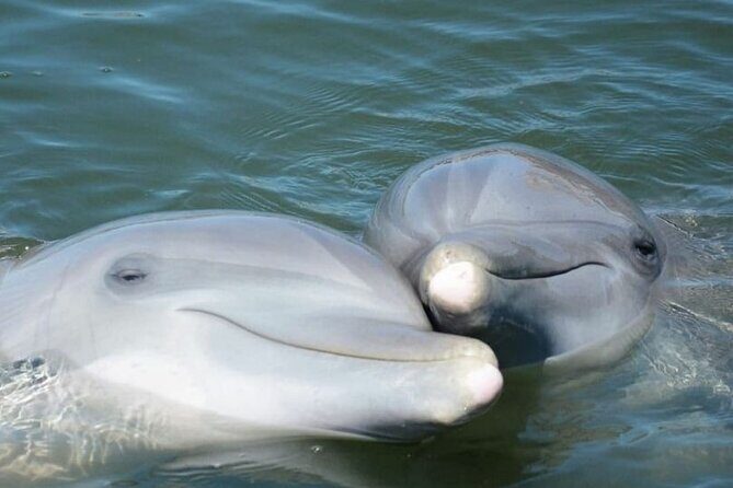 Sea Screamer Cruise - 2 Hour Dolphin Watch Tour in South Carolina - The Good, the Not-So-Good, and the Authentic