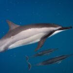 Seasonal Small-Group Humpback Whale Watching in Kona - The Itinerary: A Closer Look