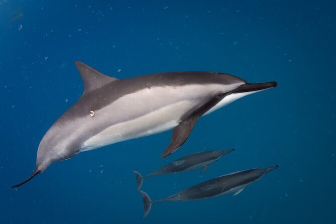 Seasonal Small-Group Humpback Whale Watching in Kona - The Itinerary: A Closer Look