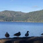 Seattle: Olympic National Park Day Tour with Scenic Ferries - FAQs