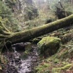 Seattle: Snoqualmie Falls and Twin Falls Guided Tour - Highlights of the Tour