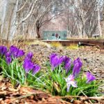 Secrets of the High Line - The Value of This Tour