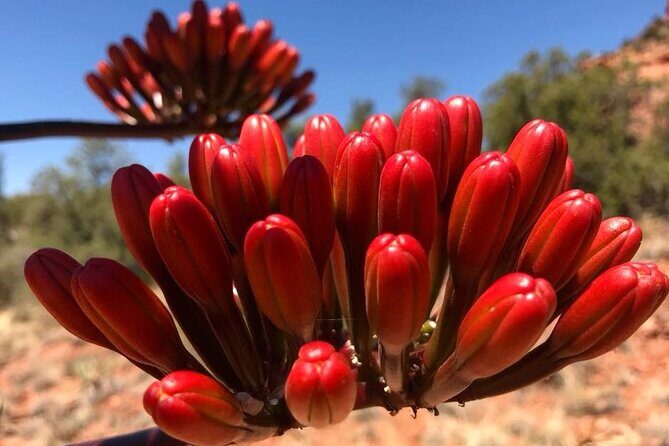 Sedona Sneak-a-Peak Hike With a Private Guide - Who This Tour Is Best For