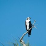 See Crystal River - National Wildlife Refuge Sightseeing Cruise - Who Will Love This Tour?