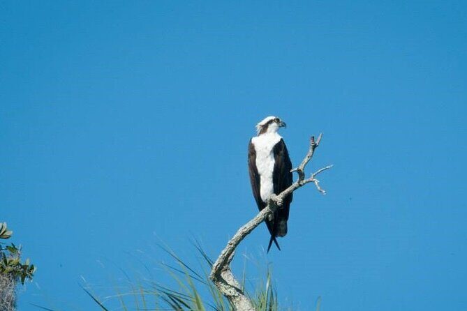 See Crystal River - National Wildlife Refuge Sightseeing Cruise - Who Will Love This Tour?
