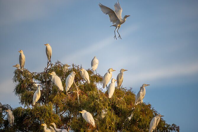 See the real Florida with a Private Nature and Wildlife Boat Tour - Practical Details and Tips