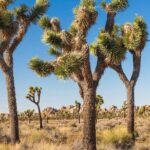 Self Guided Driving Audio Tour of Palm Springs - What Travelers Say