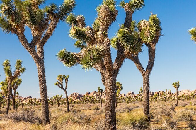 Self Guided Driving Audio Tour of Palm Springs - What Travelers Say