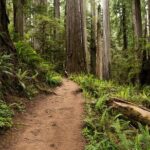 Self Guided Driving Audio Tour of Redwood National and State Park - The Experience: What It Means for You