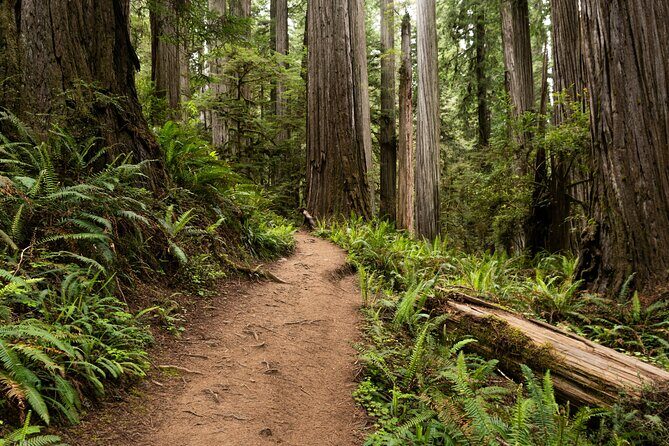 Self Guided Driving Audio Tour of Redwood National and State Park - The Experience: What It Means for You