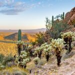 Self Guided Driving Audio Tour of Saguaro National Park - A Detailed Breakdown of the Itinerary