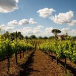 Sella delle Spine Taurasi: Tasting, Vineyard and Cellar Tour - Practical Details: What You Should Know