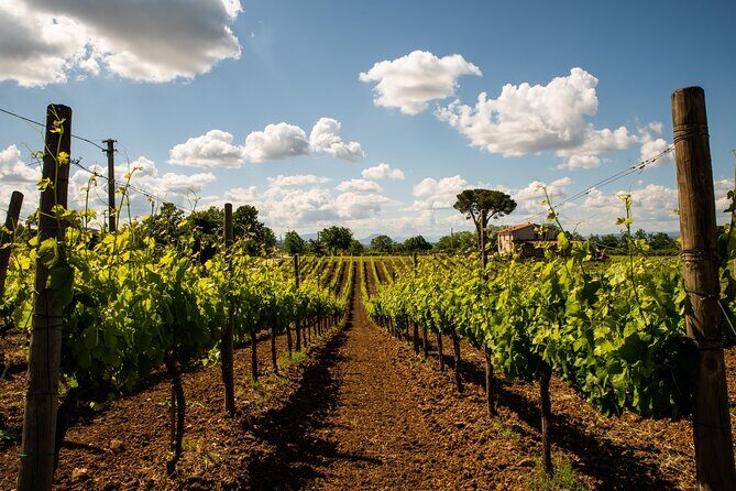 Sella delle Spine Taurasi: Tasting, Vineyard and Cellar Tour - Practical Details: What You Should Know