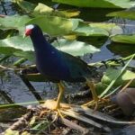 Semi-Private 1-Hour Airboat Tour of Miami Everglades - Real Travelers’ Impressions