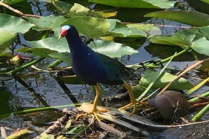 Semi-Private 1-Hour Airboat Tour of Miami Everglades - Real Travelers’ Impressions