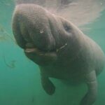 Semi-Private Manatee Swim Tour With Guide (Photos Included) - Authentic Experiences and Helpful Details