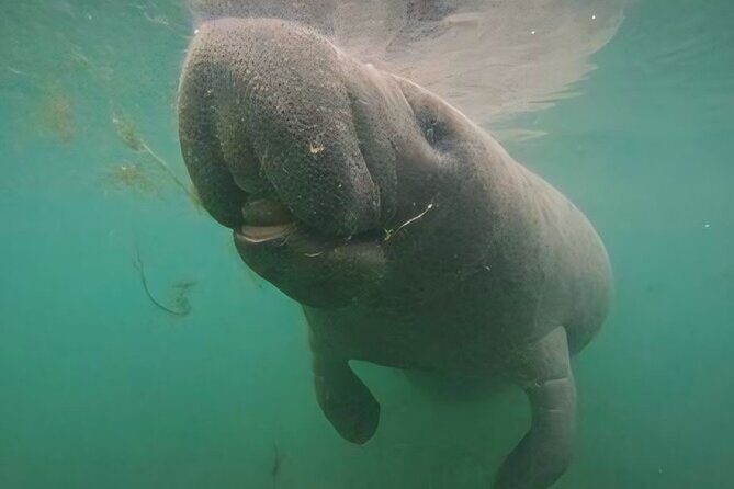 Semi-Private Manatee Swim Tour With Guide (Photos Included) - Authentic Experiences and Helpful Details