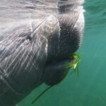 Semi-Private Manatee Swim Tour With In-Water Guide/Photographer - What Makes This Tour Special?